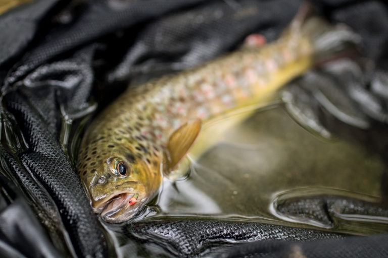 French Nymphing: An Insider’s Guide to Finesse Nymph Fishing