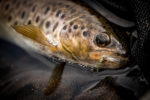 French Nymphing: An Insider’s Guide to Finesse Nymph Fishing