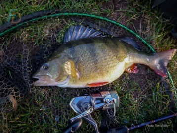River Perch Fishing: Stop Relying on Luck to Catch Big Perch