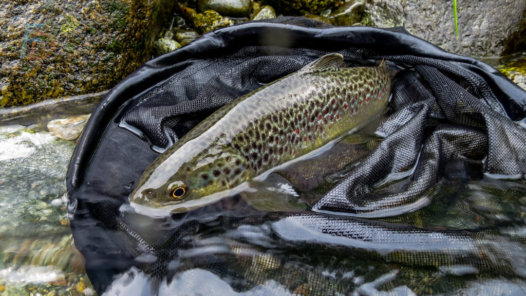 Best Fly Fishing Nets 2022: Wade-Fishing & Boat/Kayak Options